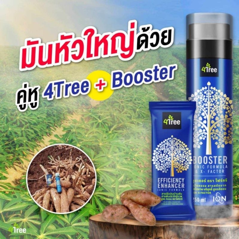 4Tree Booster โฟร์ทรี + บูสเตอร์ มันหัวใหญ่ %แป้งสูง พลังดูดซึมไว ไคโตซานบริสุทธิ์จากธรรมชาติ ...