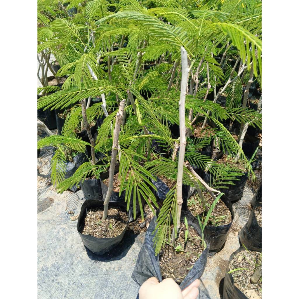 ต้นพันธุ์ ชะอม พร้อมปลูกในถุงดำ 39 บาท ผักรสมันอย่างชะอมมีสรรพคุณเป็นยา ...