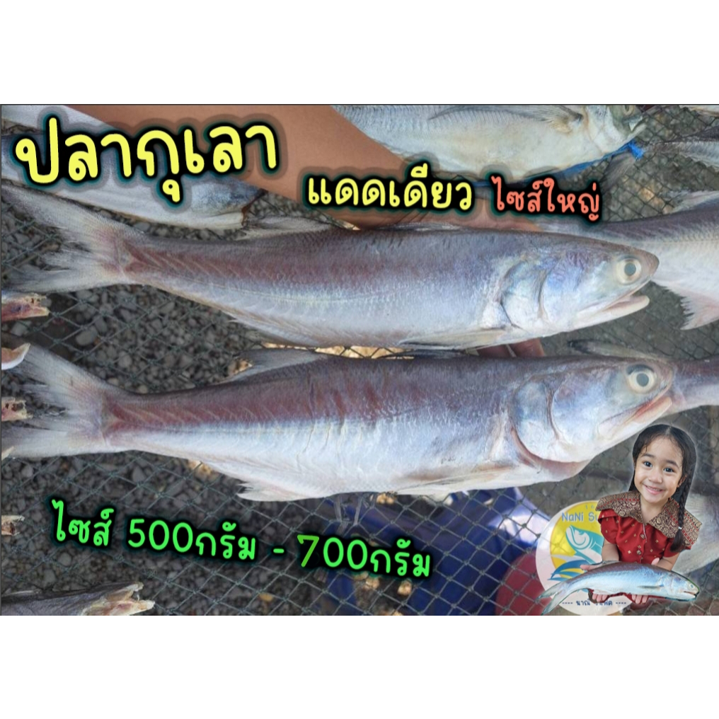 ปลากุเลาแดดเดียวไซส์ใหญ่ น้ำหนัก500g-700g(ต่อตัว) แพคสูญญากาศจัดส่ง ปลาของเราทำสดใหม่ทุกออเดอร์ ...