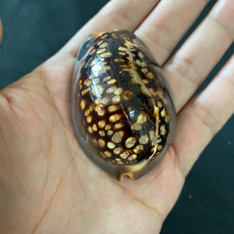 เปลือกหอยสังข์ธรรมชาติ Natural turtle shell conch สำหรับตกแต่งบ้านและของสะสมส่วนตัว | Shopee ...