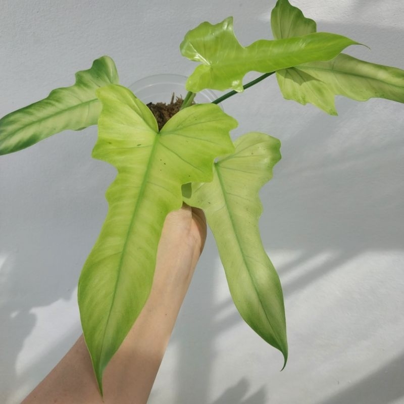 ฟิโลเดนดรอนมังกรมิ้นท์ด่าง / ฟลูมิ้นต์ Philodendron golden dragon mint ...