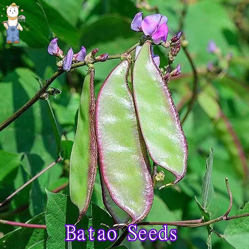 5 เมล็ด เมล็ดถั่วแปปเขียว 1ซองมี พันธุ์พื้นบ้านไม่ตัดต่อพันธุกรรม ...