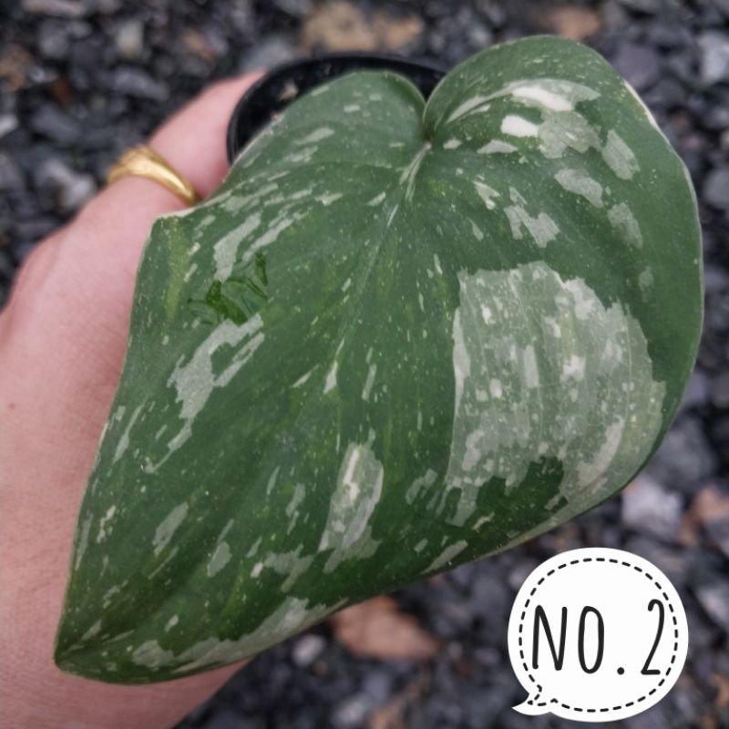 Scindapsus baticon ซินแด้ปซัส บาติคอล ไม้แรร์ หายาก ไม่มีจำนวน ได้ต้น ...