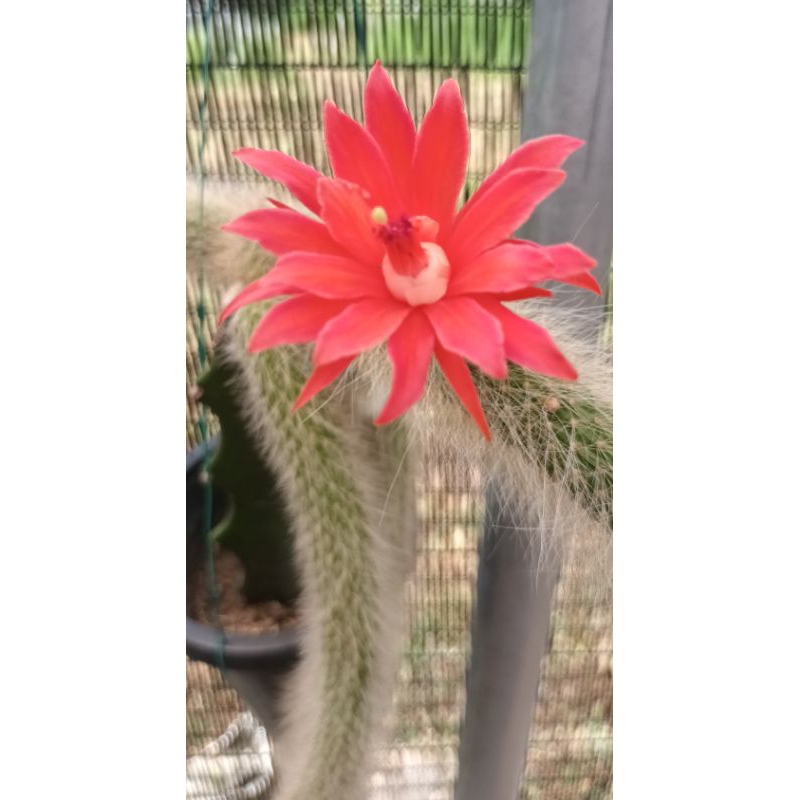 หางลิงแคคตัส,กระบองเพชร 8 นิ้ว ตัดสด | Shopee Thailand