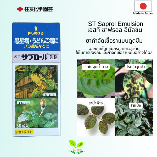 ST Saprol Emulsion เอสที ซาฟรอล อีมัลชั่น ยากำจัดเชื้อราแบบดูดซึม ...