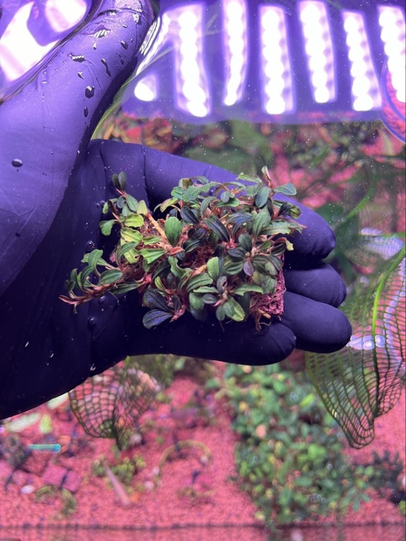 บูเซป Bucephalandra Brownie mini phantom กอใหญ่ ใบน้ำมาแล้ว สีใบน้ำสวย ...