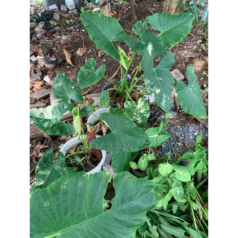 #บอนกระดาดด่าง #พร้อมส่งค่ะต้นสูง30cm+-ส่งแบบต้มราก10บาท | Shopee Thailand