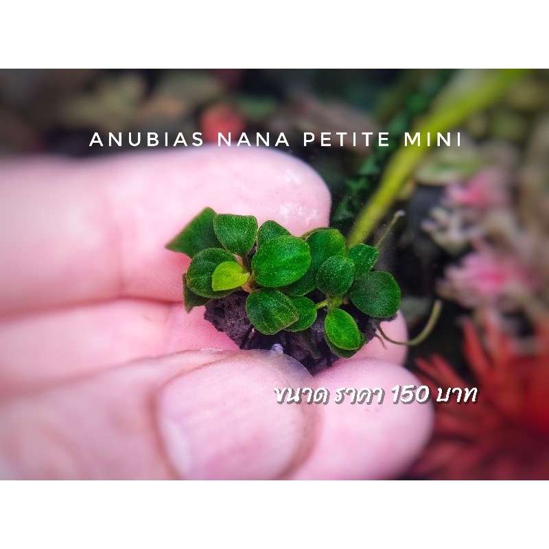 Anubias nana petite mini /mini coin ใบน้ำ100% และเนื้อเยื้อ | Shopee ...