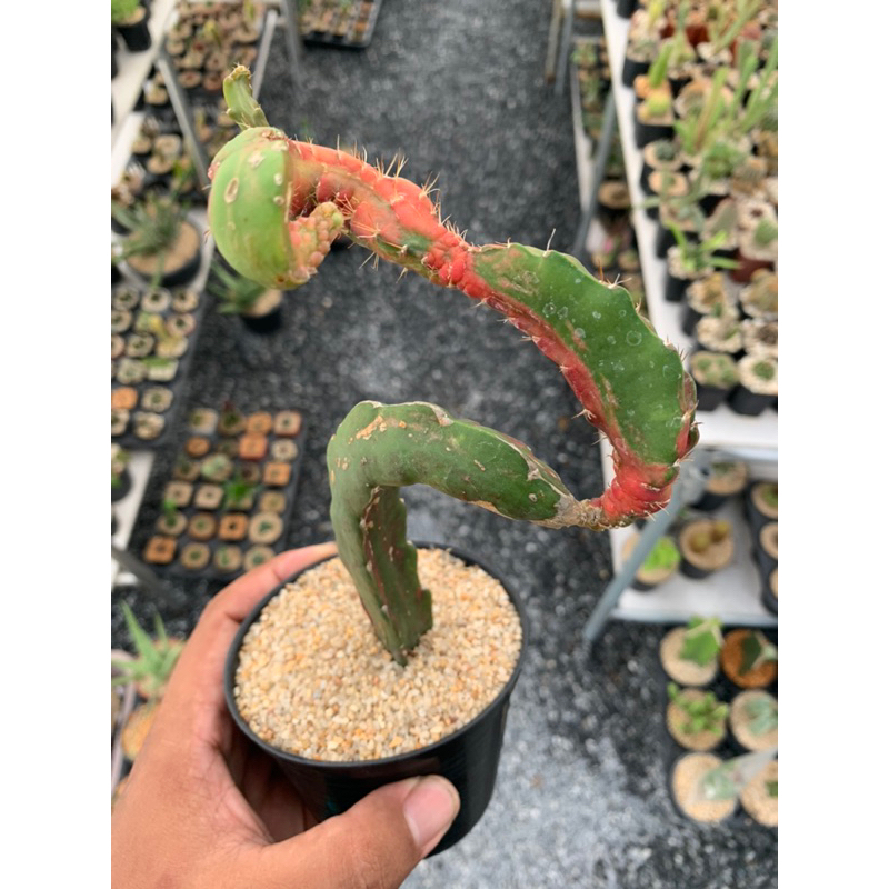 ไคเมร่าแคคตัส (chimera cactus) | Shopee Thailand