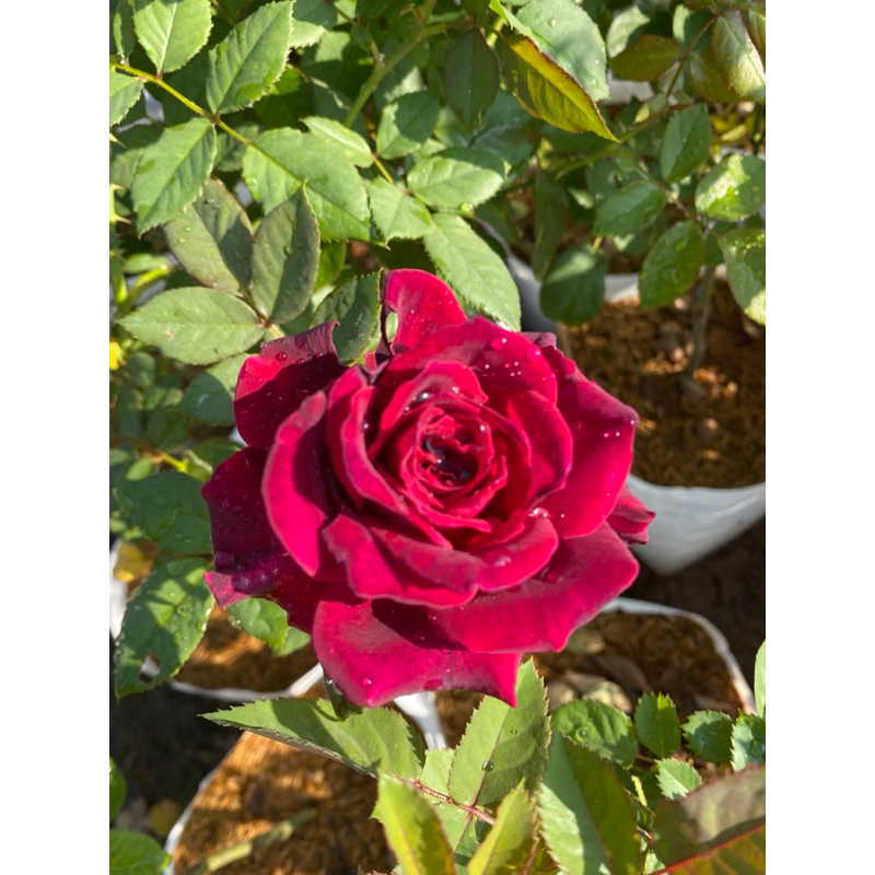 กุหลาบ black perfumella rose ดอกหอม สีแดงดำ | Shopee Thailand