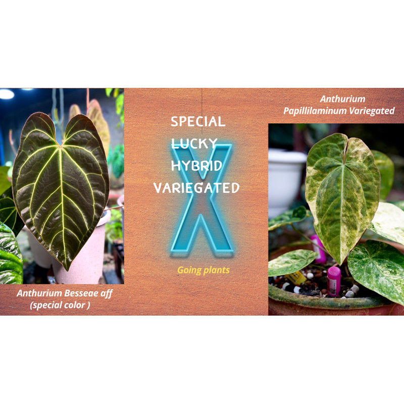 Anthurium Besseae aff (special form) X Papillilaminum variegated ...