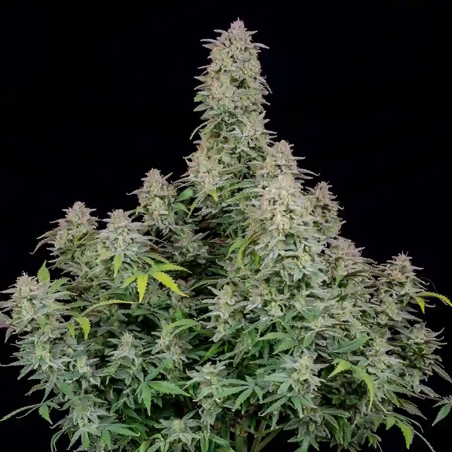 🌱 Runtz (Auto) 🌱 THC: สูงมาก ประเภทเมล็ดพันธุ์: Autoflower ประเภทสาย ... 🌱 Runtz (Auto) 🌱 THC: สูงมาก ประเภทเมล็ดพันธุ์: Autoflower ประเภทสาย ...