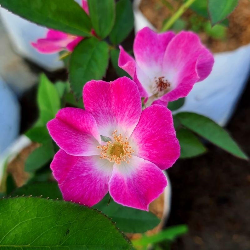 Sunjith เป็นกุหลาบทรงพุ่ม ดอกชั้นเดียว ดอกดก ออกดอกเป็นพวง สีสวยเด่น ...