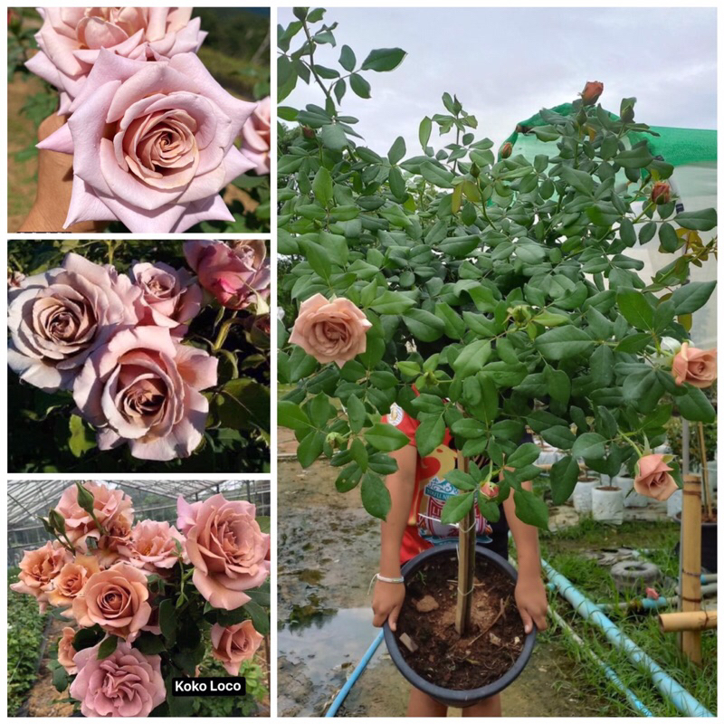 กุหลาบ-ทรีโรสโคโค่โลโก้ Tree Rose Koko Loco | Shopee Thailand