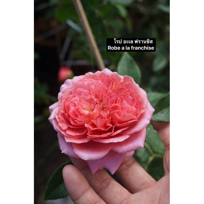 กุหลาบเลื้อย-โรป อะเล ฟรานซิส Robe a la franchise สีชมพูพีช ดอกใหญ่ ...