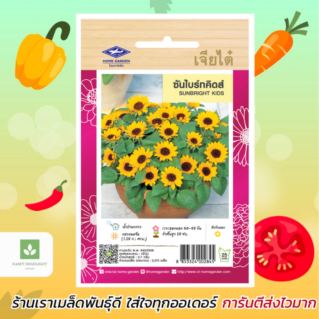 ทานตะวัน ซันไบรท์คิดส์ เมล็ดพันธุ์ ดอกไม้ ดอกทานตะวัน ต้นเตี้ย ...