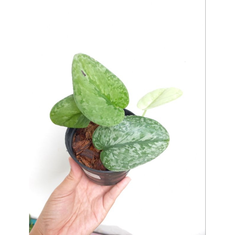 Scindapsus silver splash blue พลูซิลเวอร์สแปลชบลู ไม้ประดับไม้สะสม | Shopee Thailand