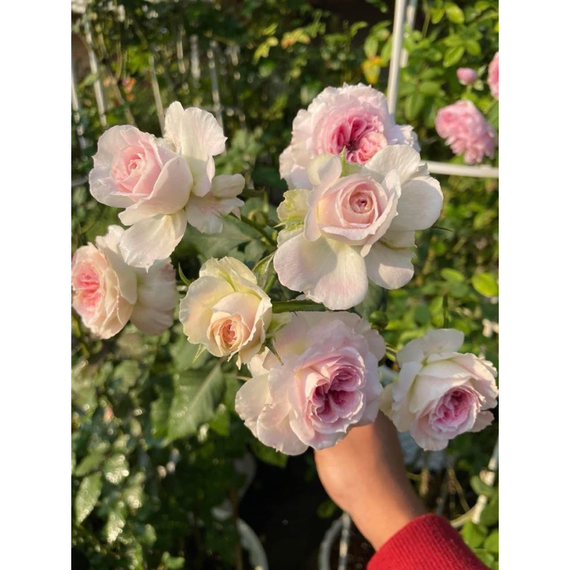 kirke rose กุหลาบสีหวาน 2โทนสีในดอกเดียว | Shopee Thailand