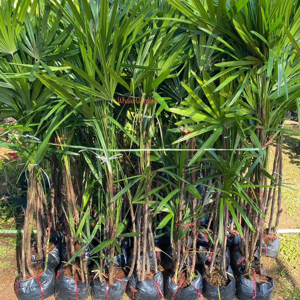 ต้นจั๋ง จั๋ง (Lady palm) สูง1เมตร จั๋งเชียงใหม่ กอละ3-4ต้น ไม้ฟอกอากาศ ...