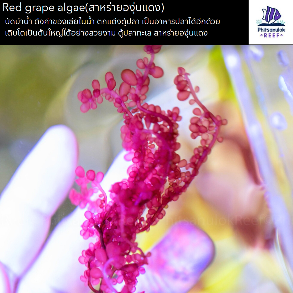 Red grape algae(สาหร่ายองุ่นแดง) บัดบำน้ำดึงค่าของเสียในน้ำ ตกแต่งตู้ ...