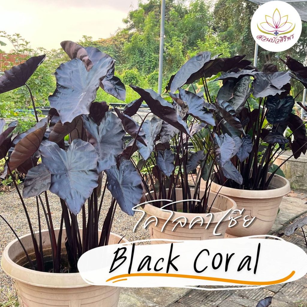 โคโลคาเซีย แบล็คโครอล Colocasia Black Coral | Shopee Thailand
