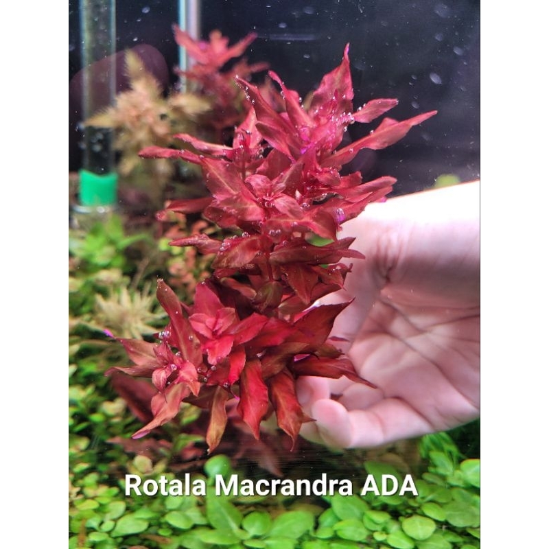 Rotala Macrandra ADA | Shopee Thailand