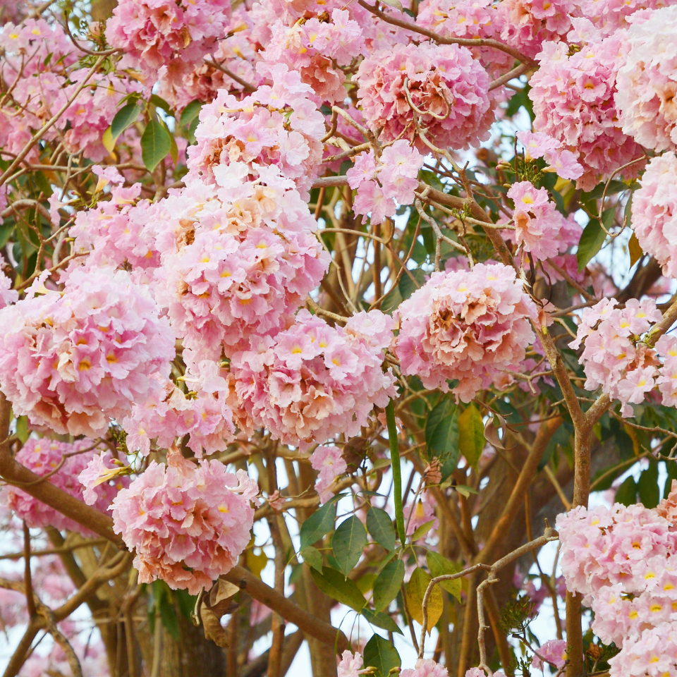 เมล็ดต้นทรัมเป็ตสีชมพู (Tabebuia Avellanedae) - ไม้ดอกแปลกใหม่ / เหมาะ ...