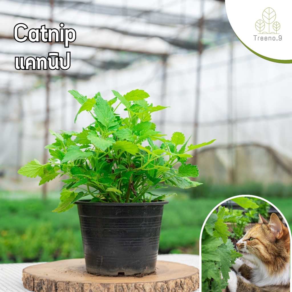 Treeno.9 T212 แคทนิป (Catnip) ส่งแบบ กระถาง 6 นิ้ว กัญชาแมว น้องแมวชอบ ...