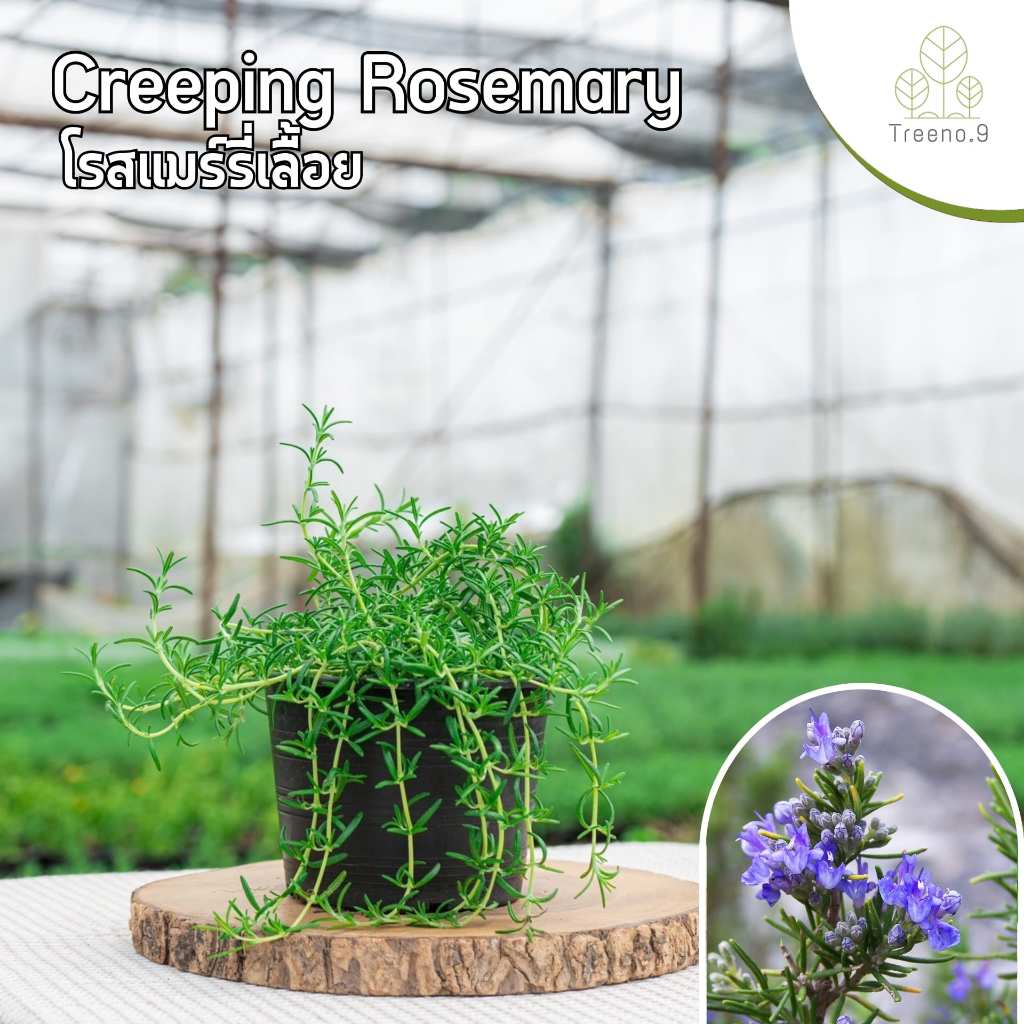 Treeno.9 T395 โรสแมร์รี่ เลื้อย - กลิ่นหอมมาก (Creeping Rosemary ...