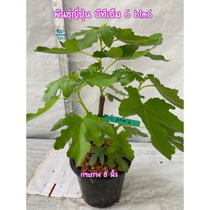 ต้นมะเดื่อฝรั่ง บีทีเอ็ม6(ญี่ปุ่น) ดกมาก หวานหอม ส่งทั้งกระถาง 8”/btm6 figs tree 8”potted ...
