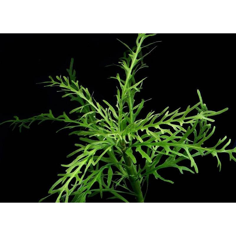 ไฮโกรฟิลา โอโดร่า Hygrophila odora | Shopee Thailand