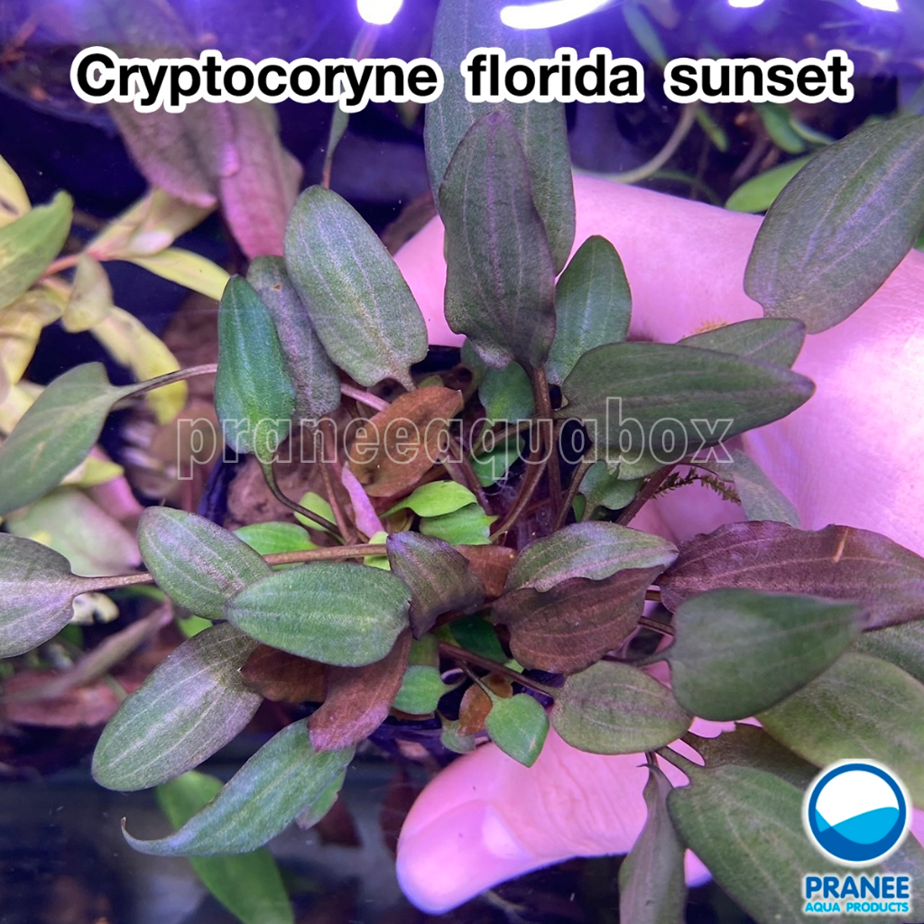 Cryptocoryne florida sunset คริป ฟอริด้า ซันเซท ต้นไม้น้ำพร้อมปลูก ...