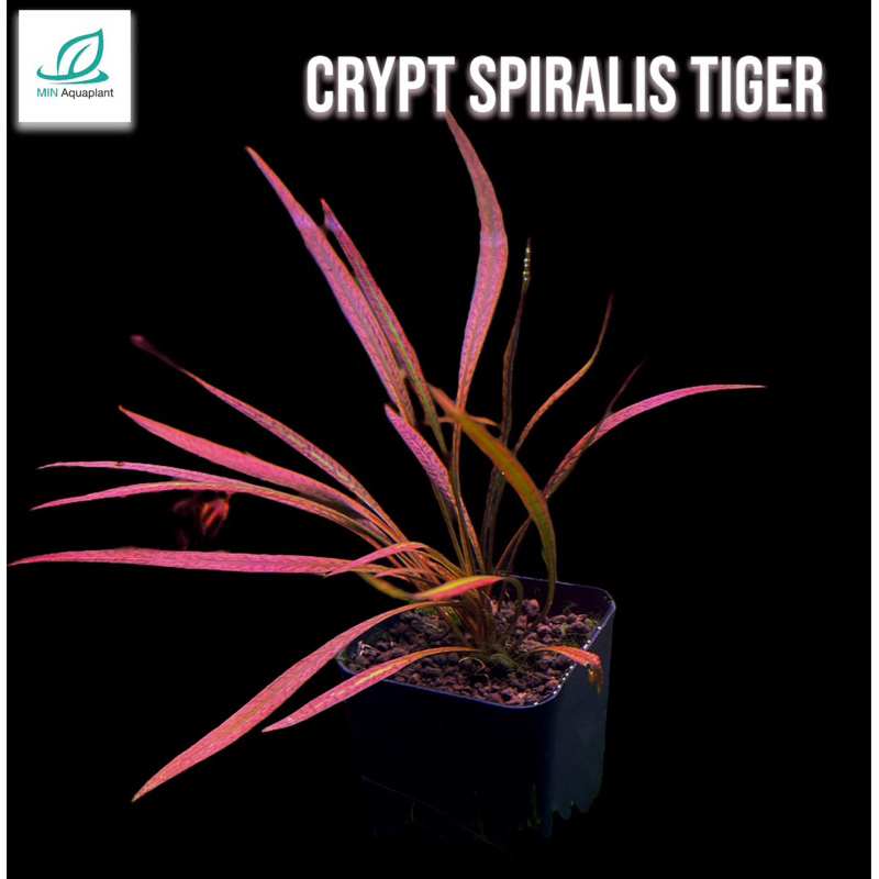 CRYPT SPIRALIS TIGER ต้นไม้น้ำ ปลูกในตู้ปลา ตู้ไม้น้ำ | Shopee Thailand