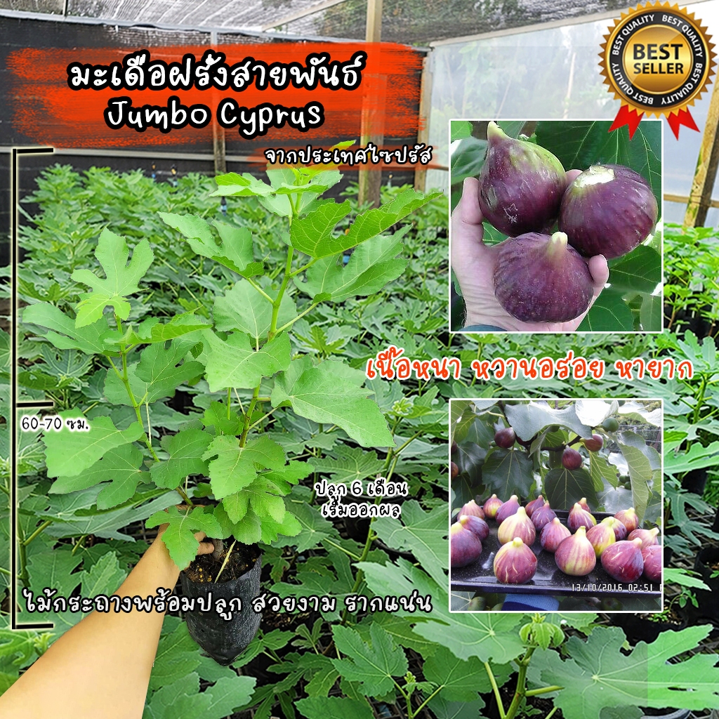 มะเดื่อฝรั่ง สายพันธ์ Jumbo Cyprus จากประเทศ ไซปรัส ต้นสวย พร้อมปลูก ...