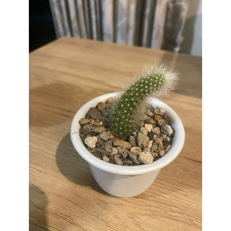 แคคตัสหางลิงน้อย Monkey tail cactus | Shopee Thailand