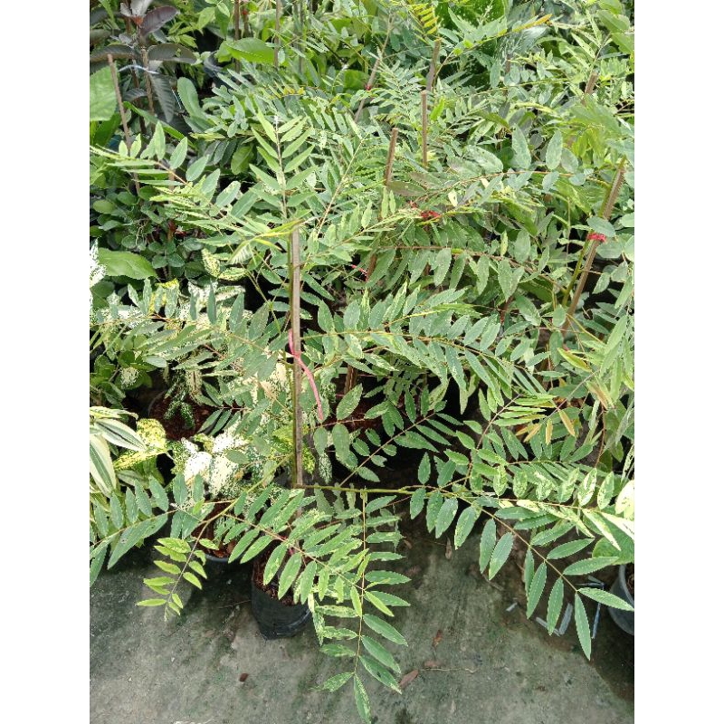 #ขี้เหล็กด่าง สูง 80-100 ซม. | Shopee Thailand