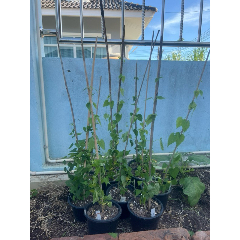 ต้นฮอปส์ Cascade Hops ต้นกล้าฮอปส์ | Shopee Thailand