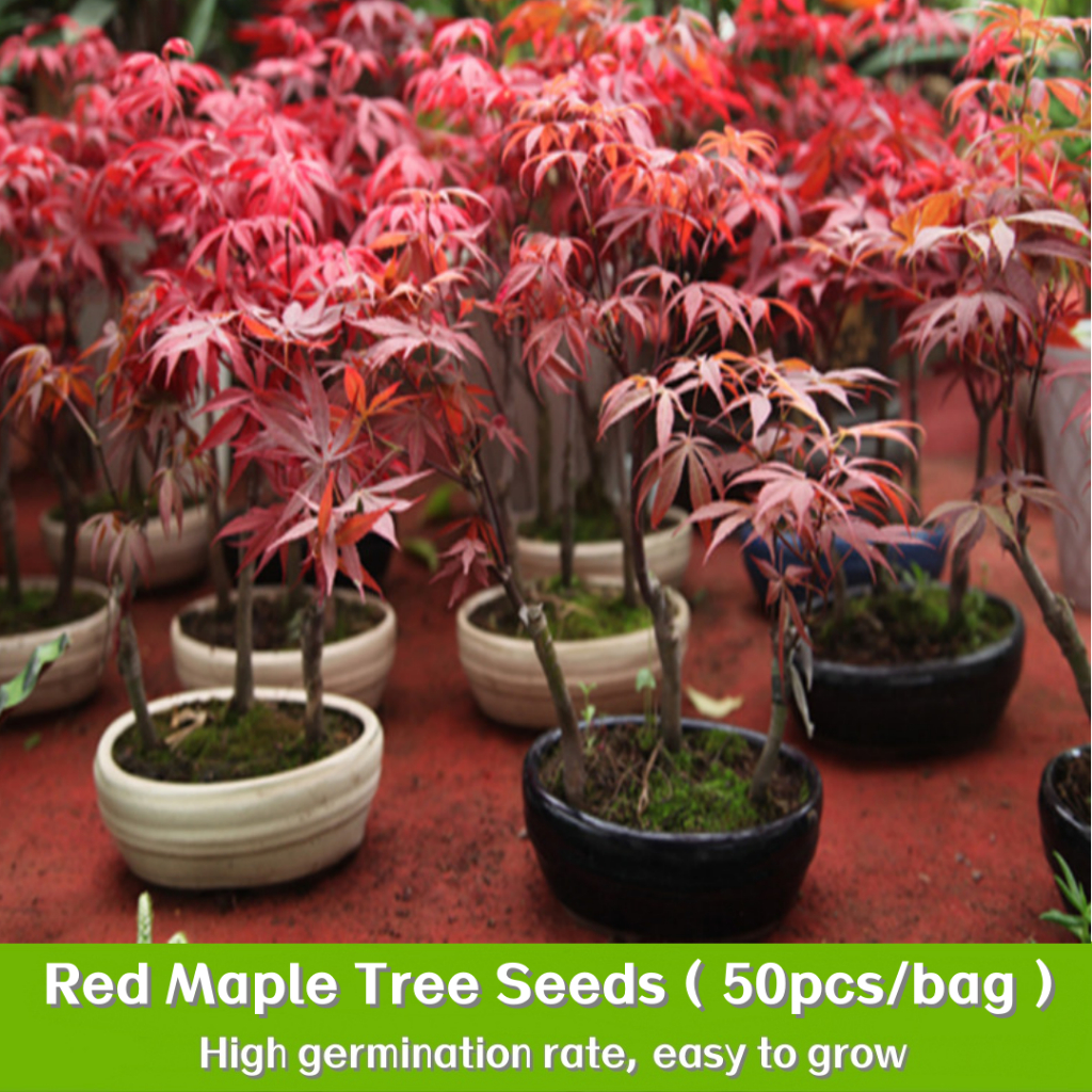 50 เมล็ด Japanese Red Maple Tree Seeds for Planting ใบเมเปิ้ลญี่ปุ่น ...