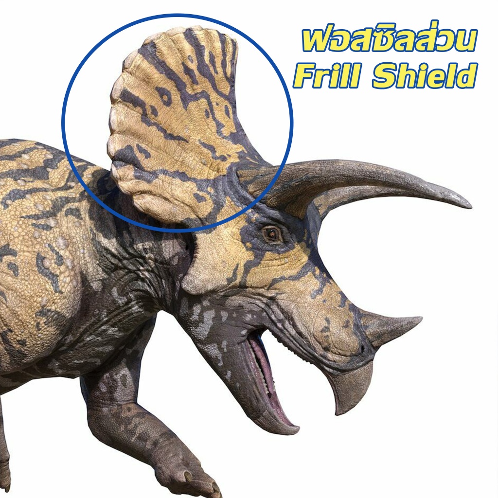 [อายุกว่า 66 ล้านปี!!!] ฟอสซิล Triceratops Frill Shield ไทรเซราทอปส์ ...