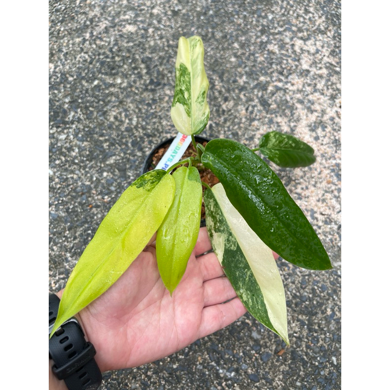 philodendron domesticum var philo domes โดเมส domes ฟิโลเดนดรอน โดเมสติ ...