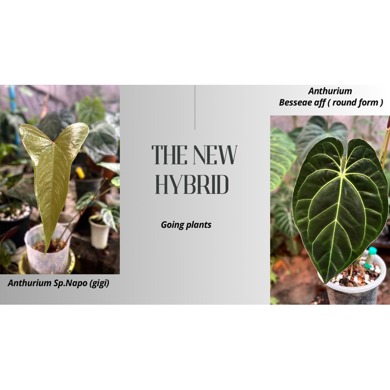 Anthurium nigrolaminum gigi (Sp.napo ) Cross Besseae aff ( round form ...