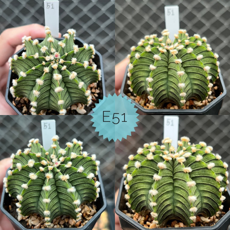 LB2178 ไซด์แม่พันธุ์ ขนาด 6 ซม ทุกต้น LBแท้ แอลบี2178 2178 LB2178แท้ | Shopee Thailand