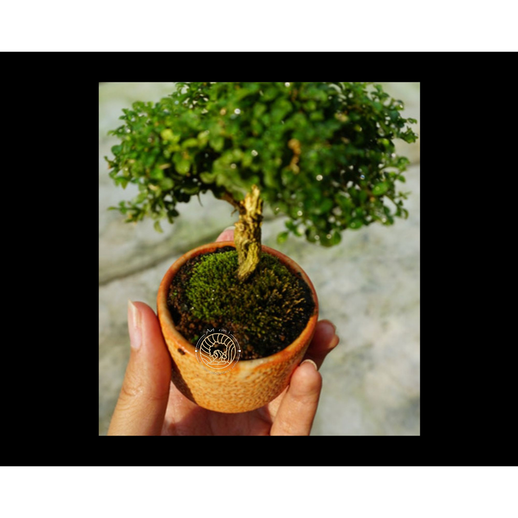 แก้วแคระ ใบละเอียด Dwarf Kamini (Dwarf Murraya Paniculata) ดอกสีขาว บอน ...