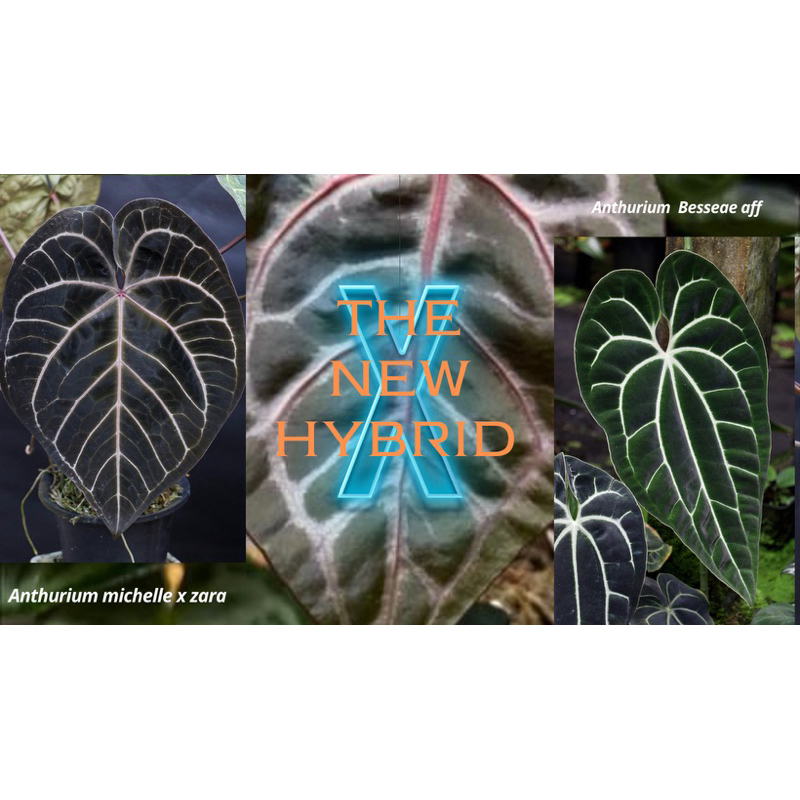 Anthurium michelle zara x Besseae aff | Shopee Thailand