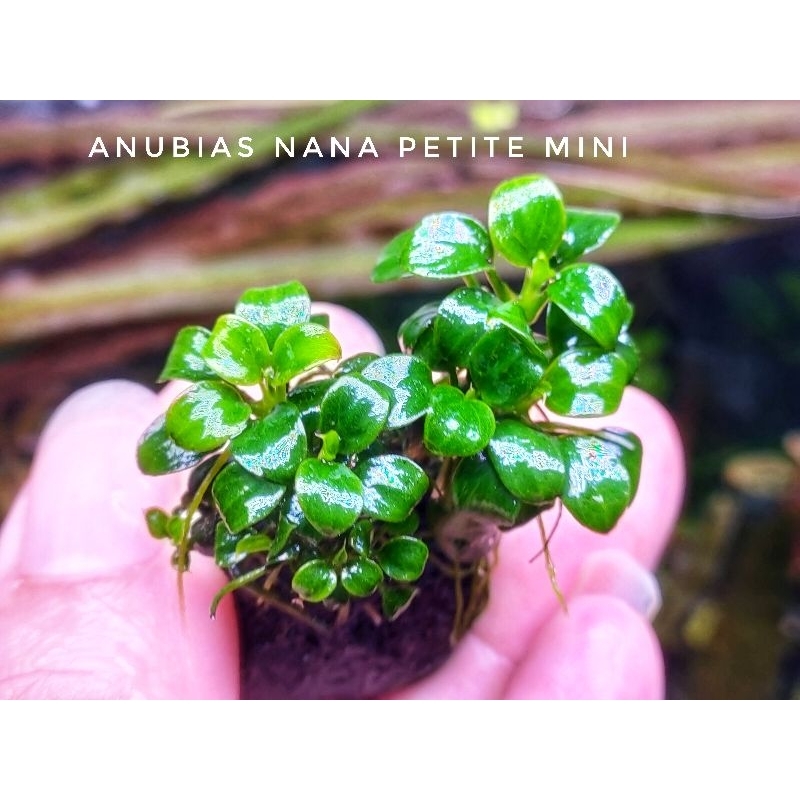 Anubias nana petite mini /mini coin ใบน้ำ100% และเนื้อเยื้อ | Shopee ...