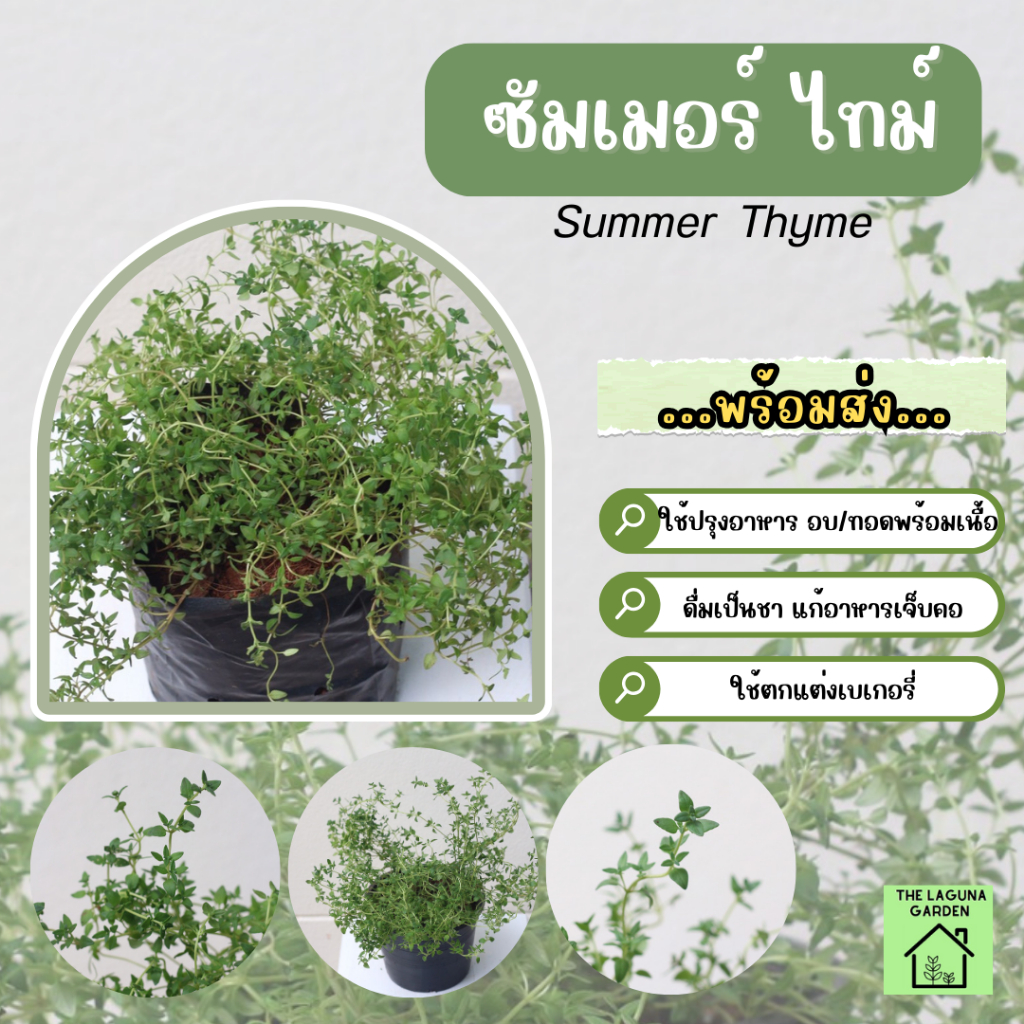 ไทม์/ซัมเมอร์ ไทม์ /Summer Thyme (ไม่มีขั้นต่ำการสั่งซื้อ) ถูกที่สุดในShopee! ค่าส่งเริ่มต้นที่ ...
