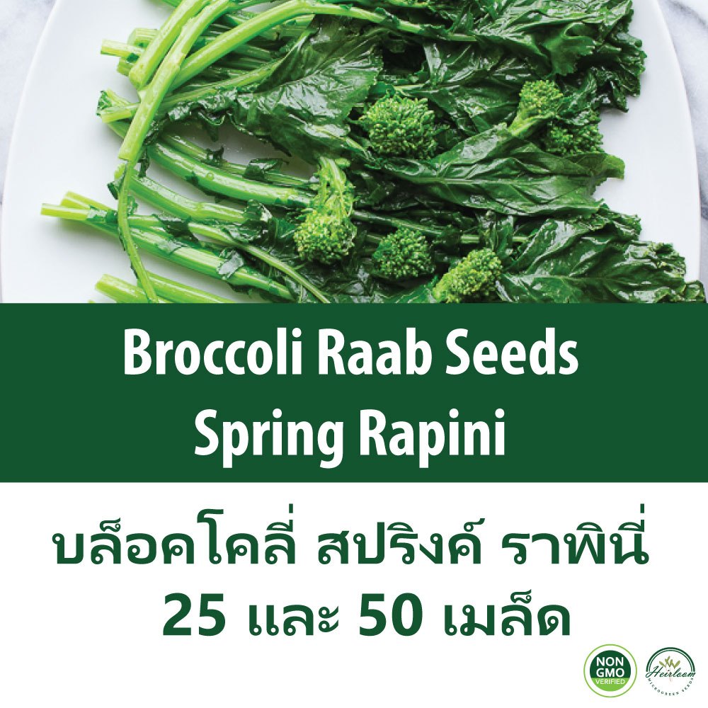 เมล็ด Broccoli Raab - Spring Rapini 25 และ 50 เมล็ด | Shopee Thailand