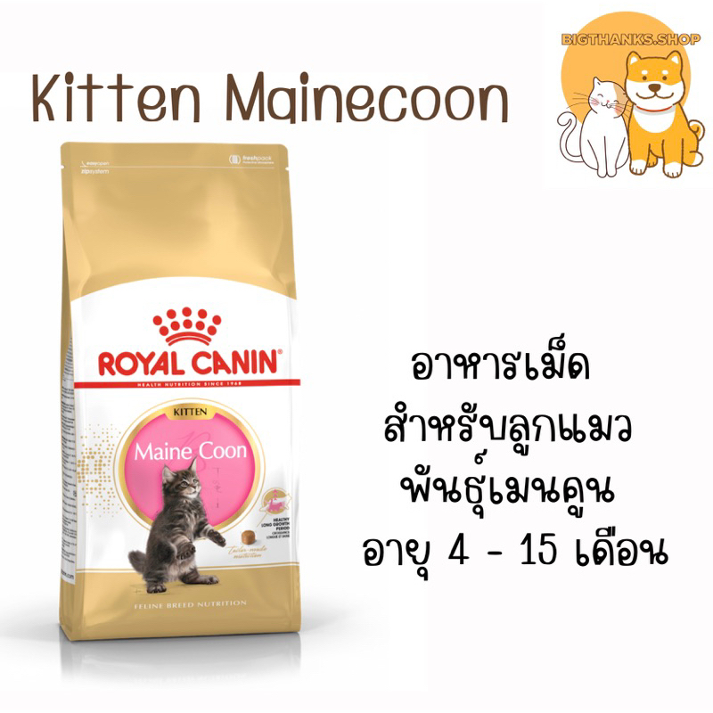 Royal Canin Kitten Maine Coon 10 kg. Exp.11/2025 อาหารแมวแบบเม็ด สำหรับ ...