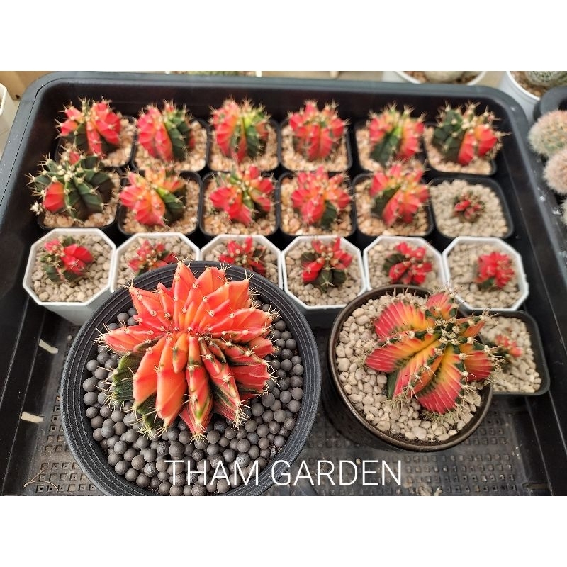 ยิมโนด่าง Gymnocalycium clone Jelly Crystal | Shopee Thailand
