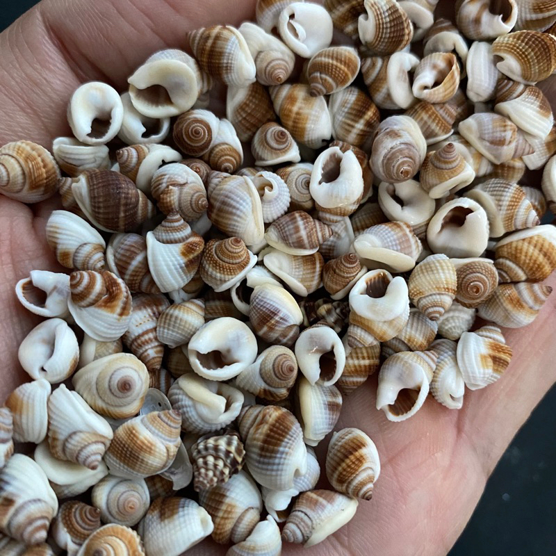 เปลือกหอยทากทะเลปากหนา 50g THICK LIPPED sea snail shell 1-2cm | Shopee ...